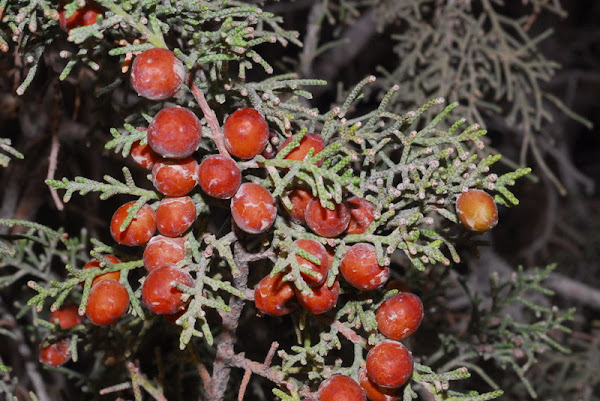 Phoenician Juniper | Project Noah