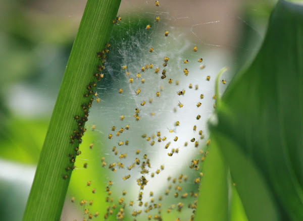 Baby spiderlings, European Garden Spider | Project Noah