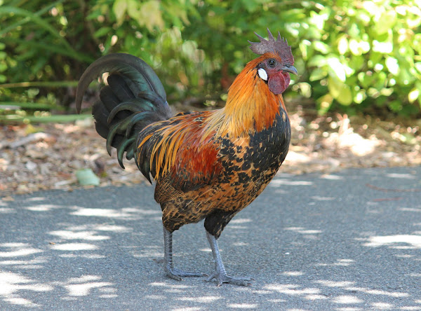 Rooster | Project Noah