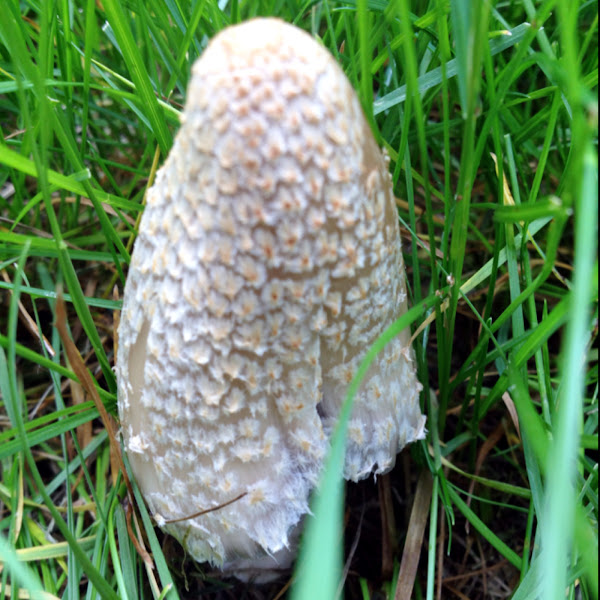 Scaly ink cap | Project Noah