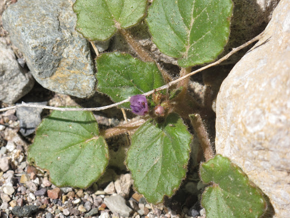 scorpion weed | Project Noah