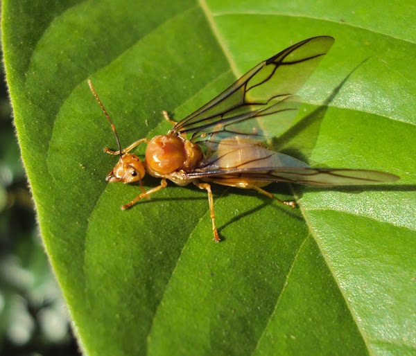 Weaver ant or green ant (Queen) | Project Noah