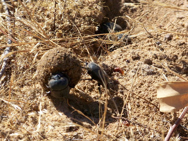 Dung Beetle / Miskruier | Project Noah