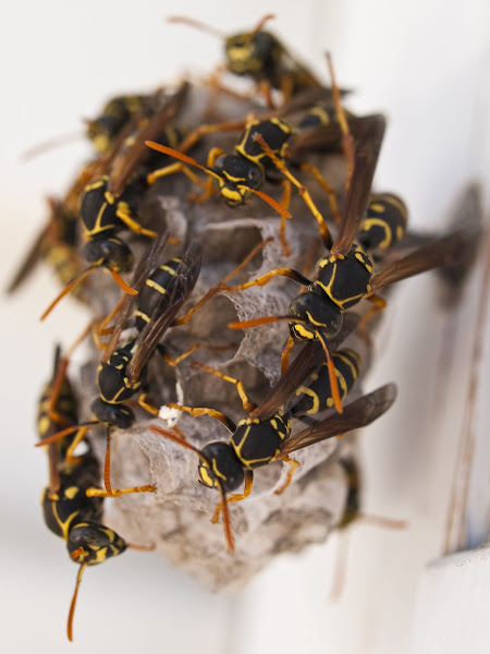 Asian Paper Wasp | Project Noah