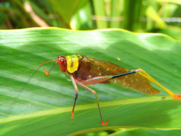 False Rainbow Katydid | Project Noah