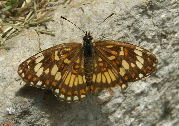 Theona Checkerspot | Project Noah
