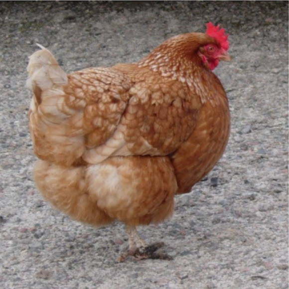 Gallina. Hen | Project Noah