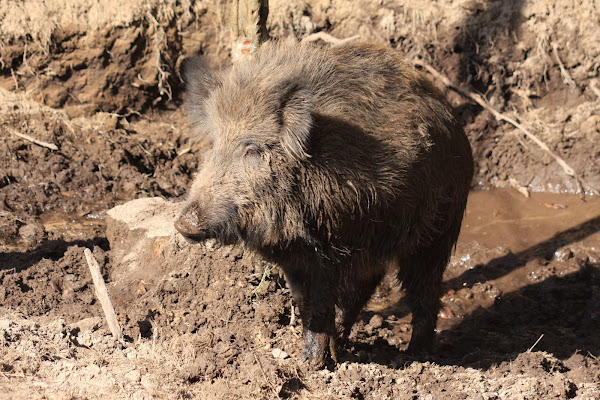 Wild Boar | Project Noah