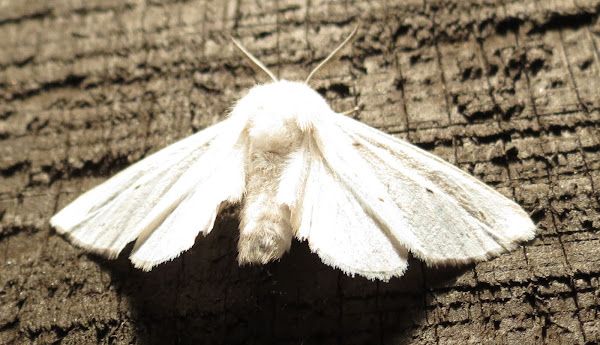 Agreeable Tiger Moth | Project Noah