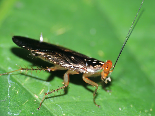 Wasp-mimic cockroach | Project Noah