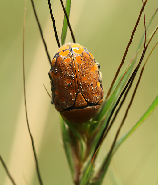 Spotting | Project Noah