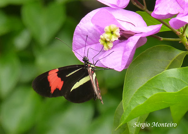 Ted Chestnut or Erato Longwing | Project Noah