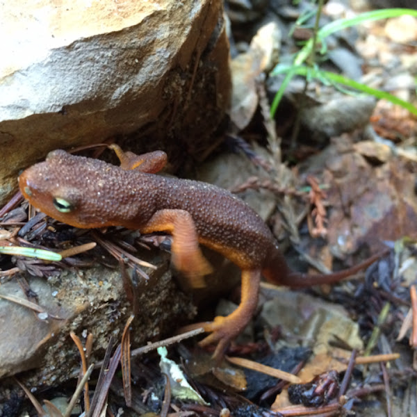 California Newt | Project Noah