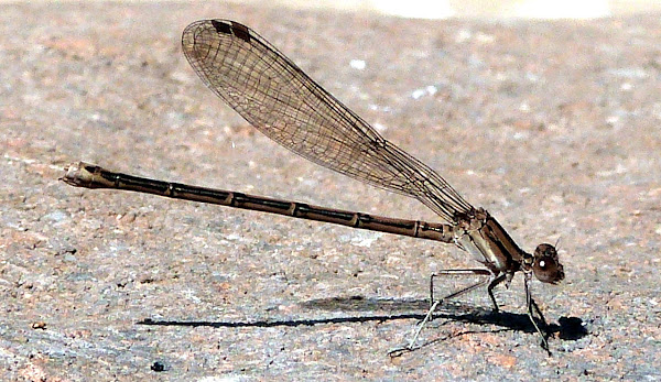 Dusky Dancer Damselfly | Project Noah