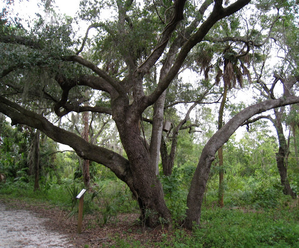 Southern Live & Laurel Oaks | Project Noah