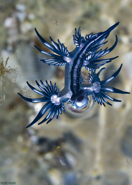Atlantic Glaucus | Project Noah