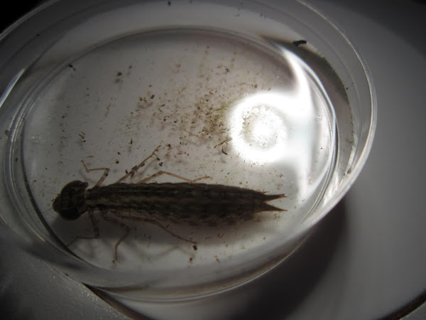 Blue Darner Dragonfly (nymph) | Project Noah