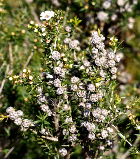 Prickly Tea-tree | Project Noah