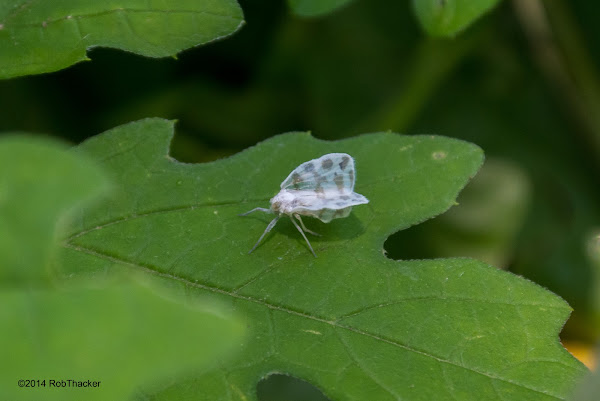 Derbid Planthopper | Project Noah