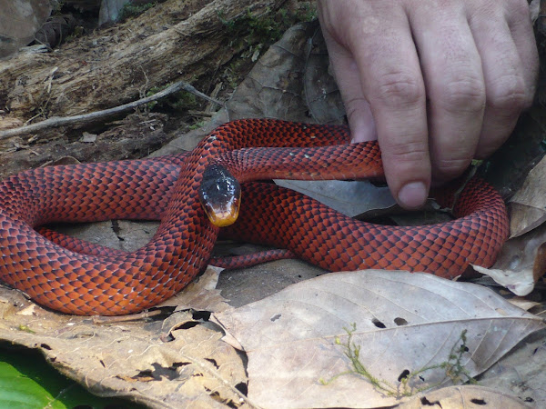 Falsa coral de cabeza roja | Project Noah