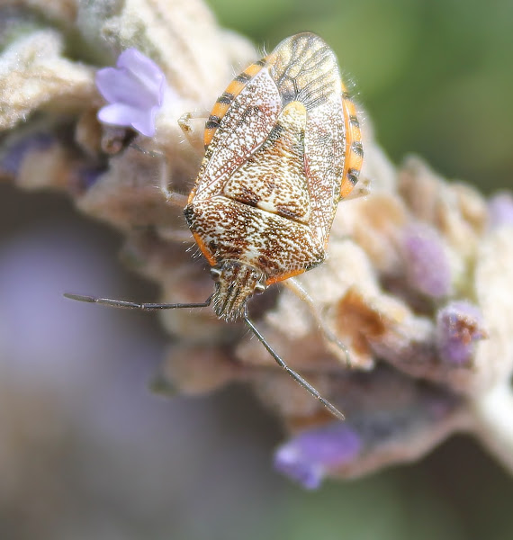 Sunflower Seed Bug | Project Noah