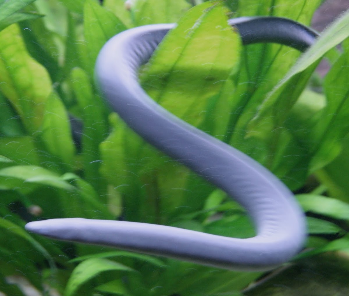 Cayenne Caecilian | Project Noah