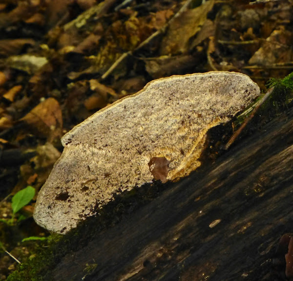 Polyporales | Project Noah