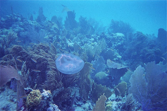 Moon Jelly | Project Noah