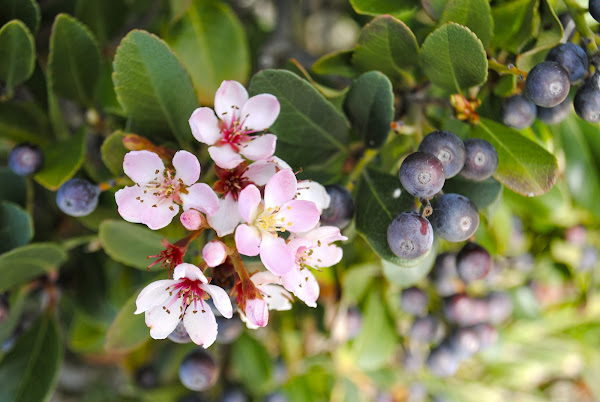 Pink lady Hawthorne | Project Noah
