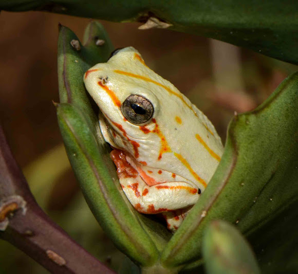 Painted Reed Frog | Project Noah