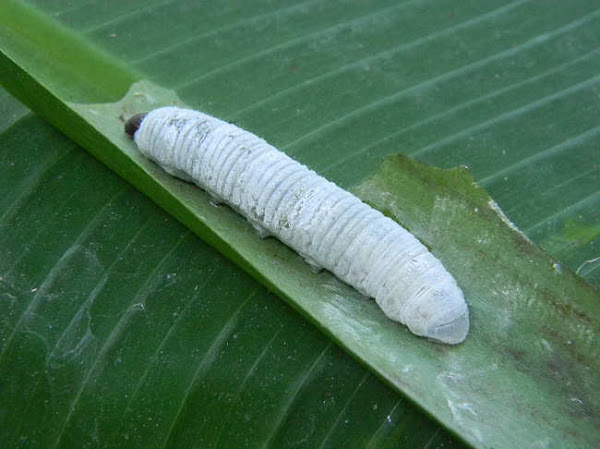 banana skipper caterpillar | Project Noah
