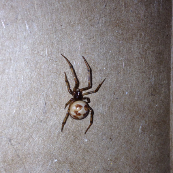 Triangulate cobweb spider | Project Noah