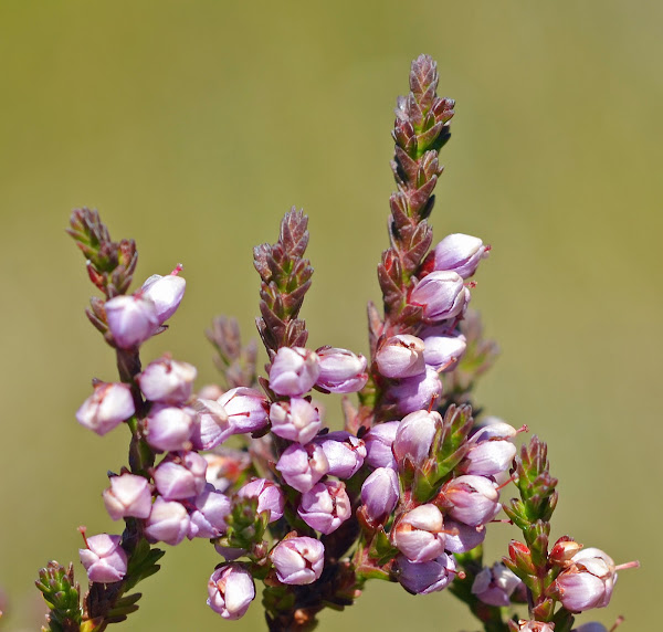 Wild heather | Project Noah