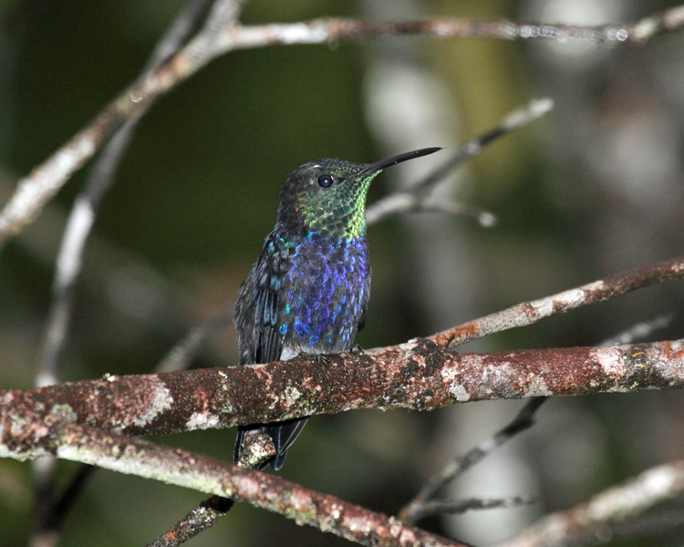 Fork-tailed Woodnymph | Project Noah