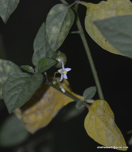 garden nightshade, hound's berry, petty morel, wonder berry, small ...