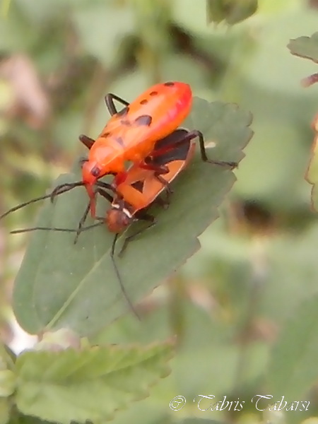 [G] Red Bug - mating | Project Noah