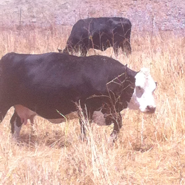 Cow | Project Noah
