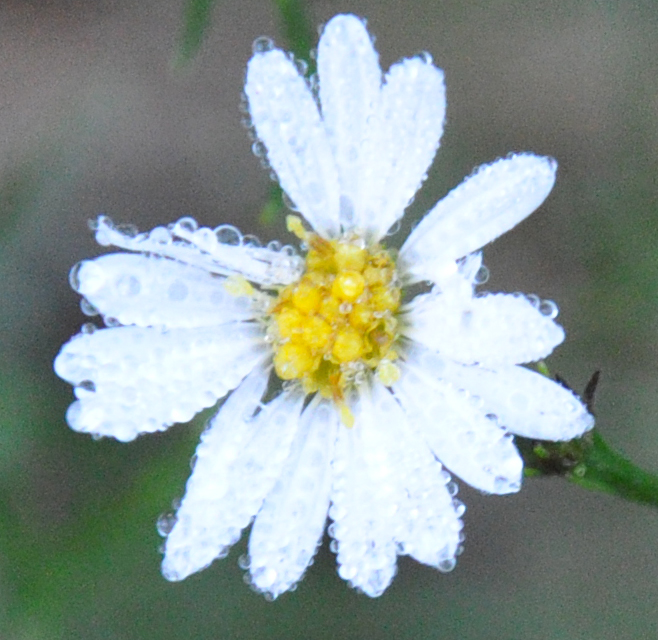 Awl Aster | Project Noah