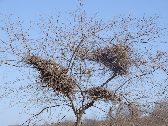 Jurema preta | Project Noah