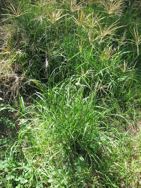 Tall Windmill Grass | Project Noah