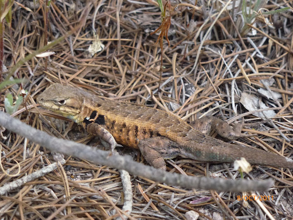 Lizard | Project Noah