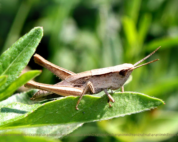 Brown Grasshopper | Project Noah