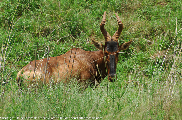 Rooi (Red) Hartebeest | Project Noah