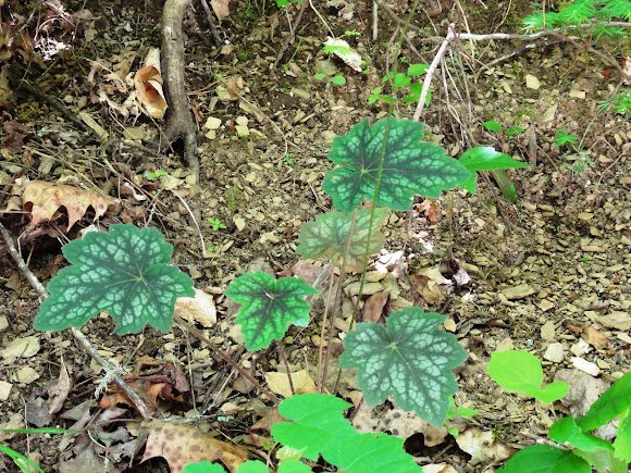 American Alumroot | Project Noah