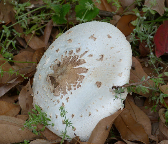 Deadly Dapperling | Project Noah