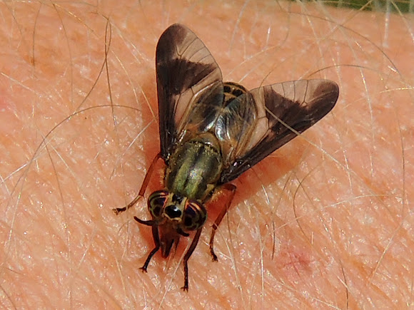 Deer Fly | Project Noah