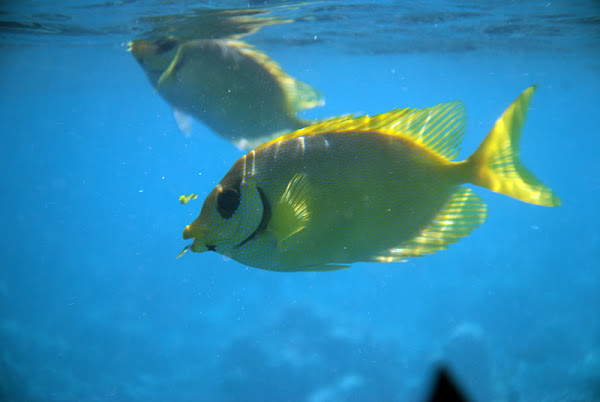 Coral Rabbitfish | Project Noah