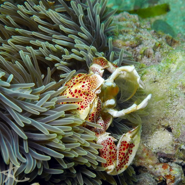 Porcelain Anemone Crab | Project Noah