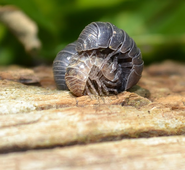 Roly Poly | Project Noah