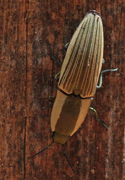 Click Beetle | Project Noah